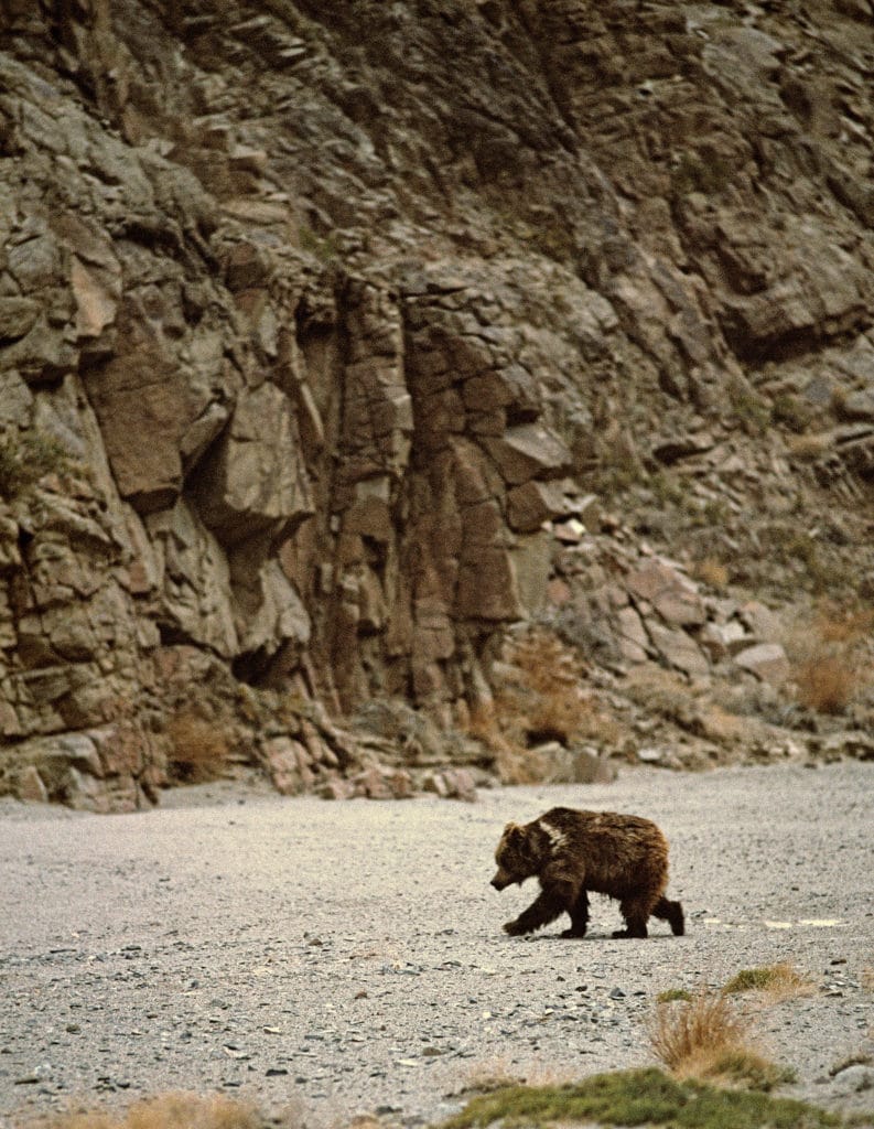 Gobi Bear, Gobi National Park, Mongolia - Eric Dragesco